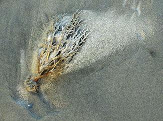 Strand, dood, dingen