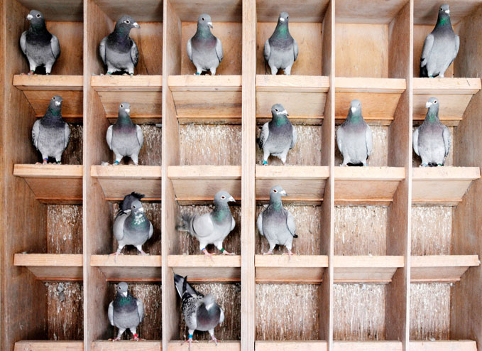 Een Stille Blik - Peter Veltman